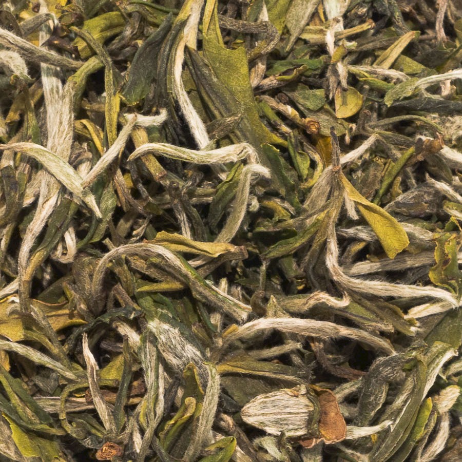 Tè verde di Cina "Snow Buds" | Tea&Company